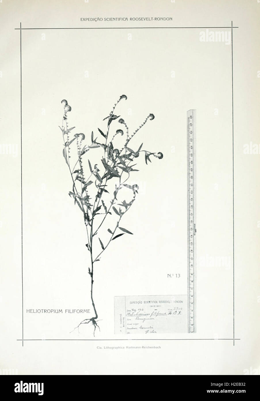 Botanica covers the study of plants, exploring various plant species ...
