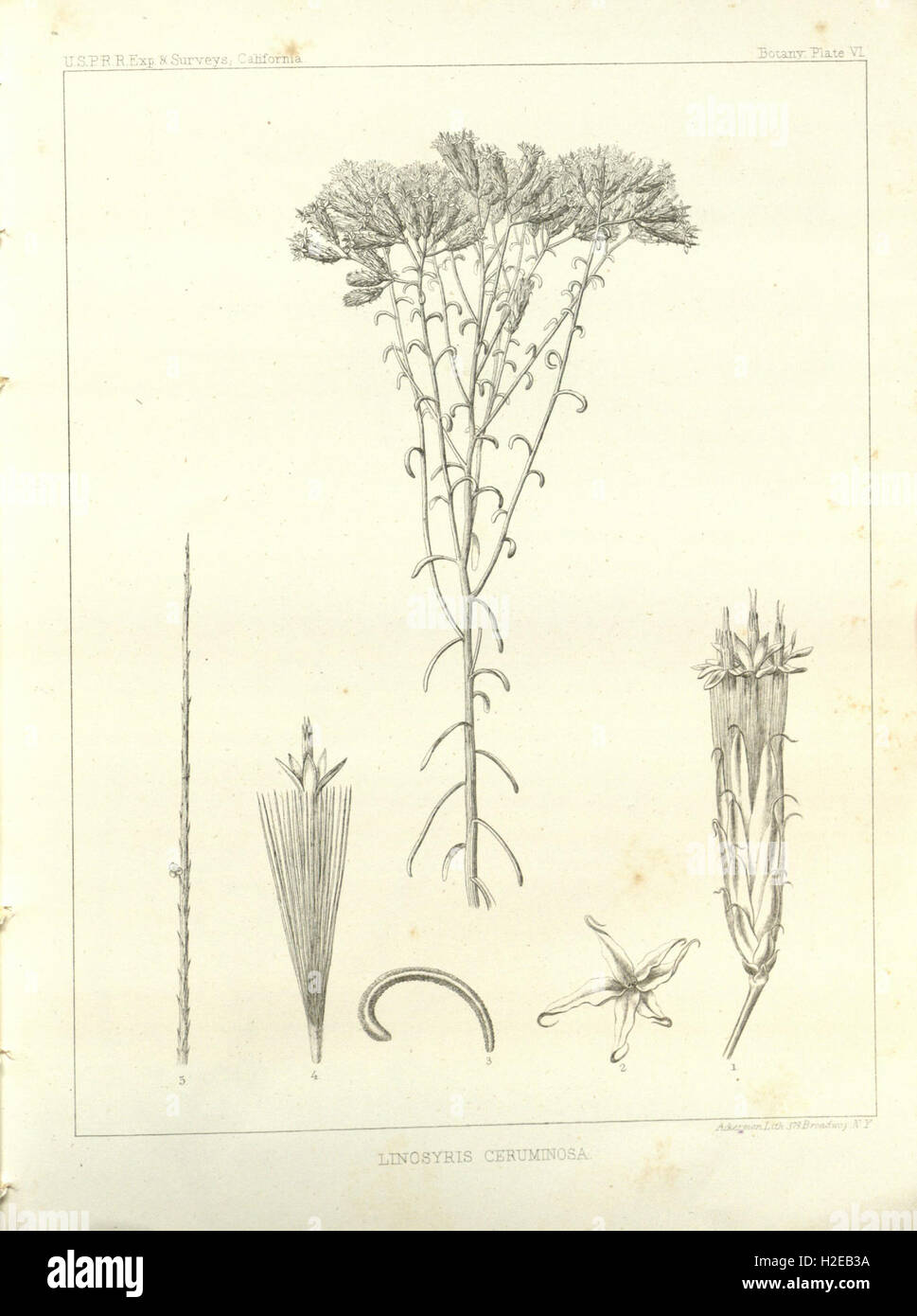 This botanical report includes detailed observations and illustrations ...