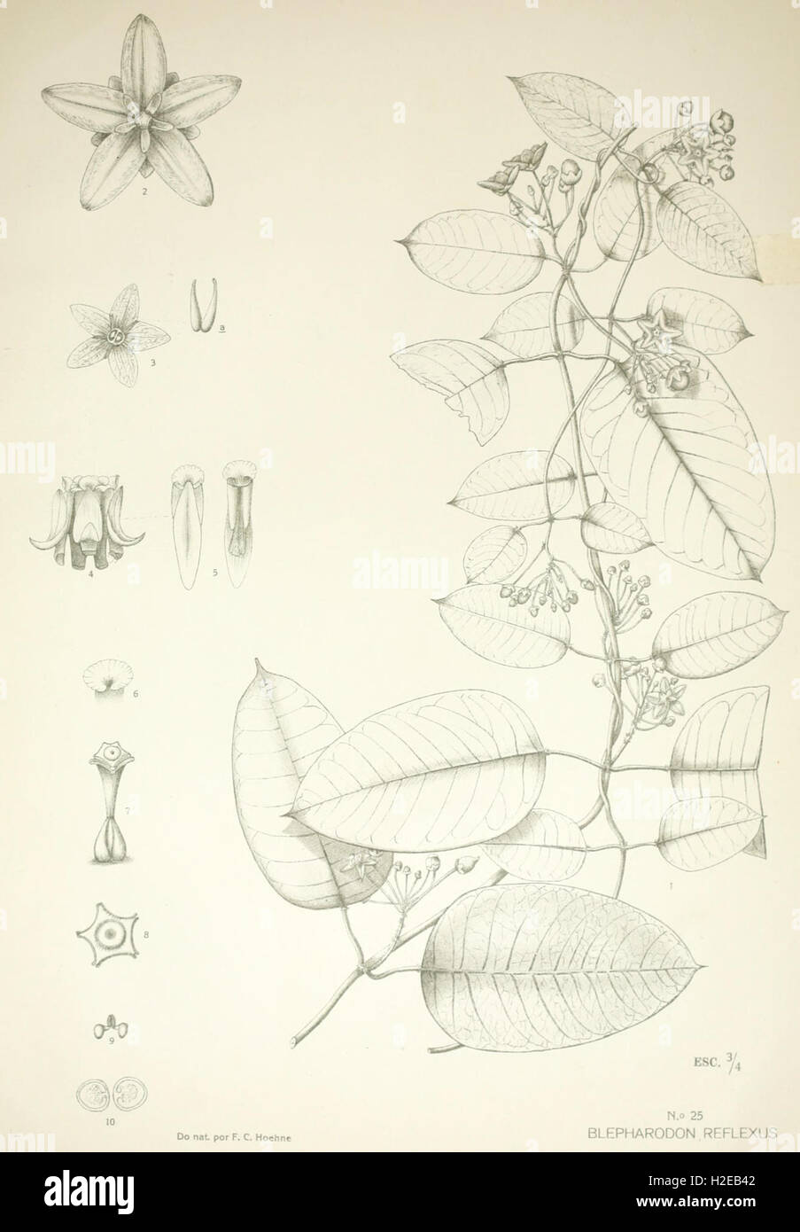 A comprehensive guide to the study of plants, detailing their ...