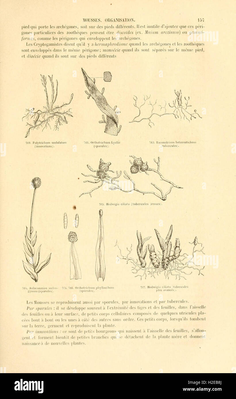 This page from 'Botanique Cryptogamique' covers the natural history and ...