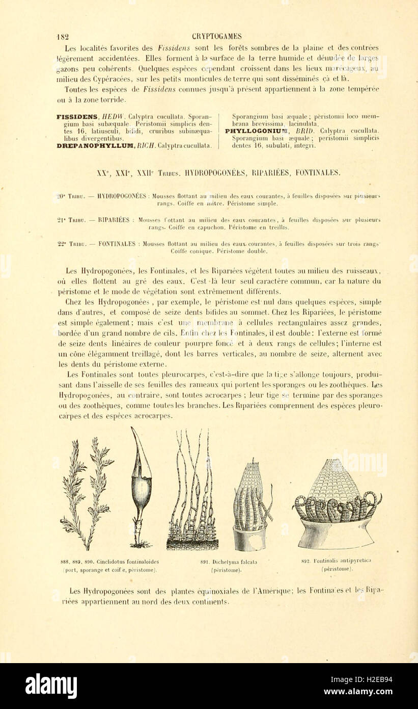 Nomenclature botanique hi-res stock photography and images - Alamy