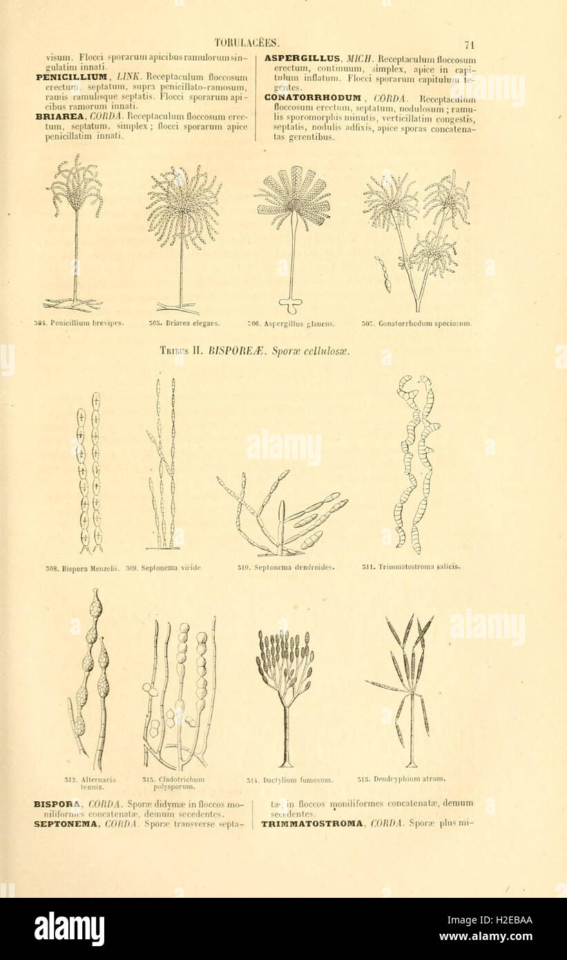 A work on cryptogamic botany, detailing the natural families of lower ...