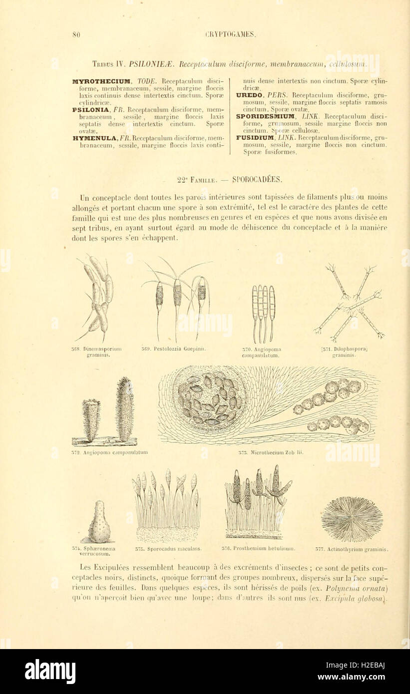 This page discusses the cryptogamic botany of lower plants, including ...