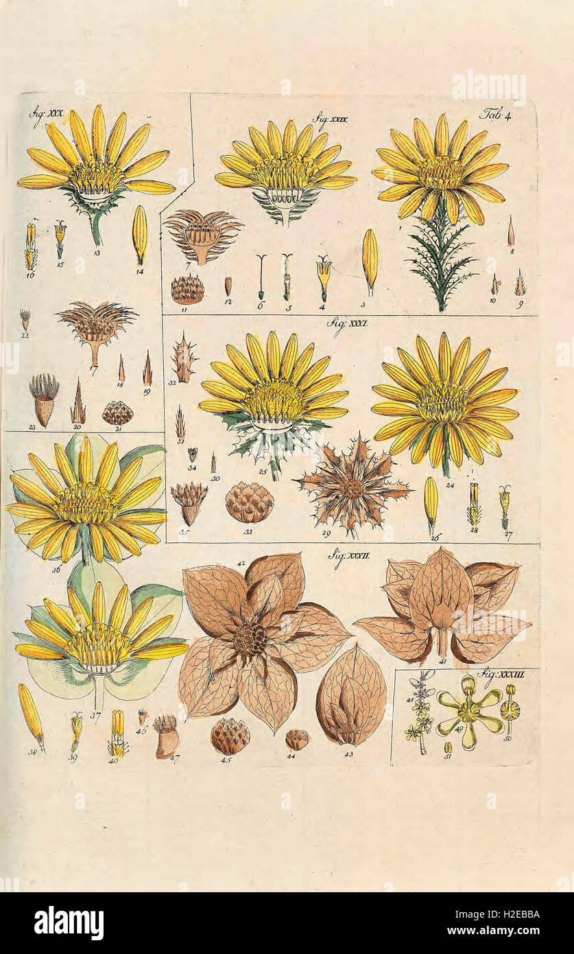 A botanical work documenting various plant species with detailed ...