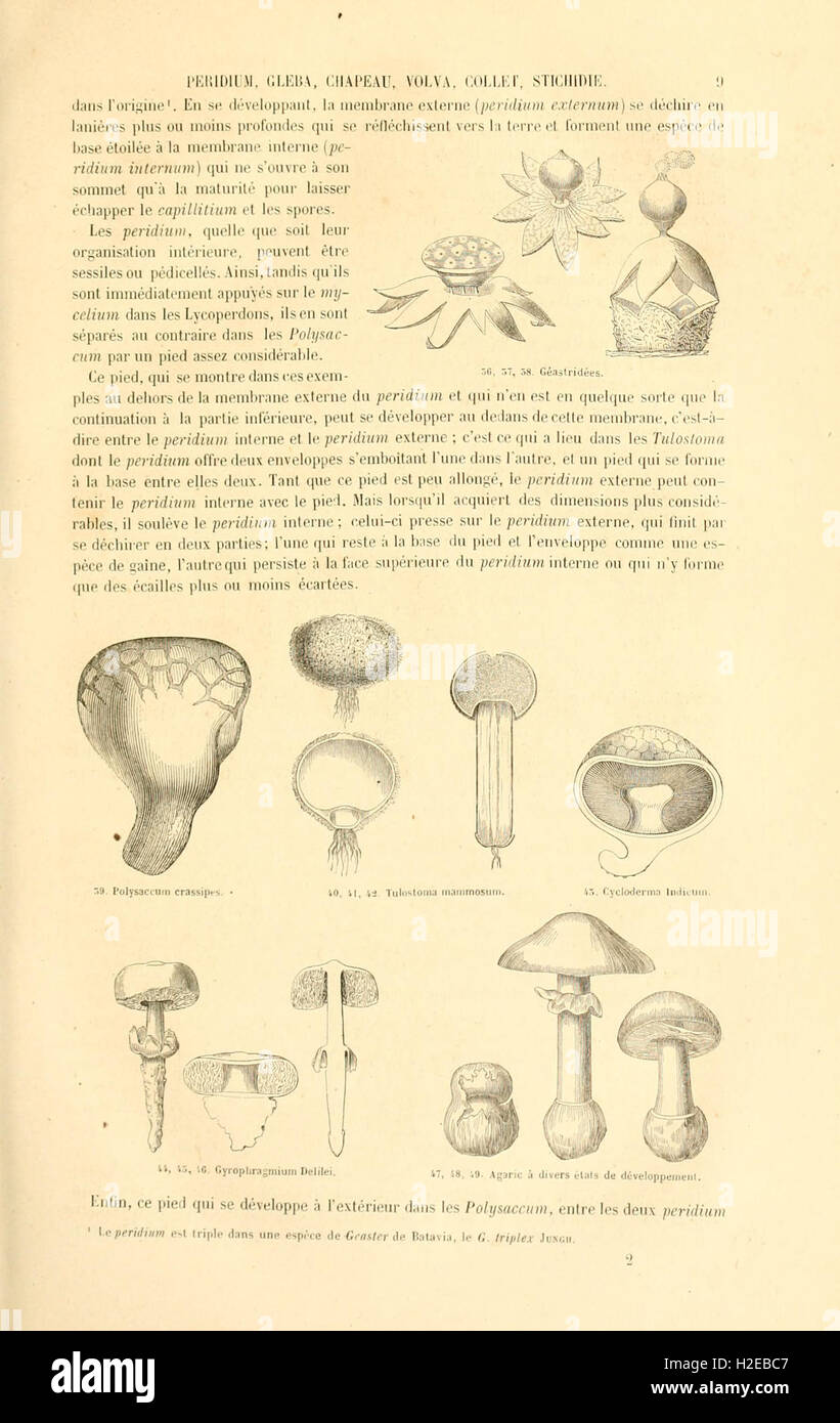 This work discusses cryptogamic botany, focusing on the natural history ...