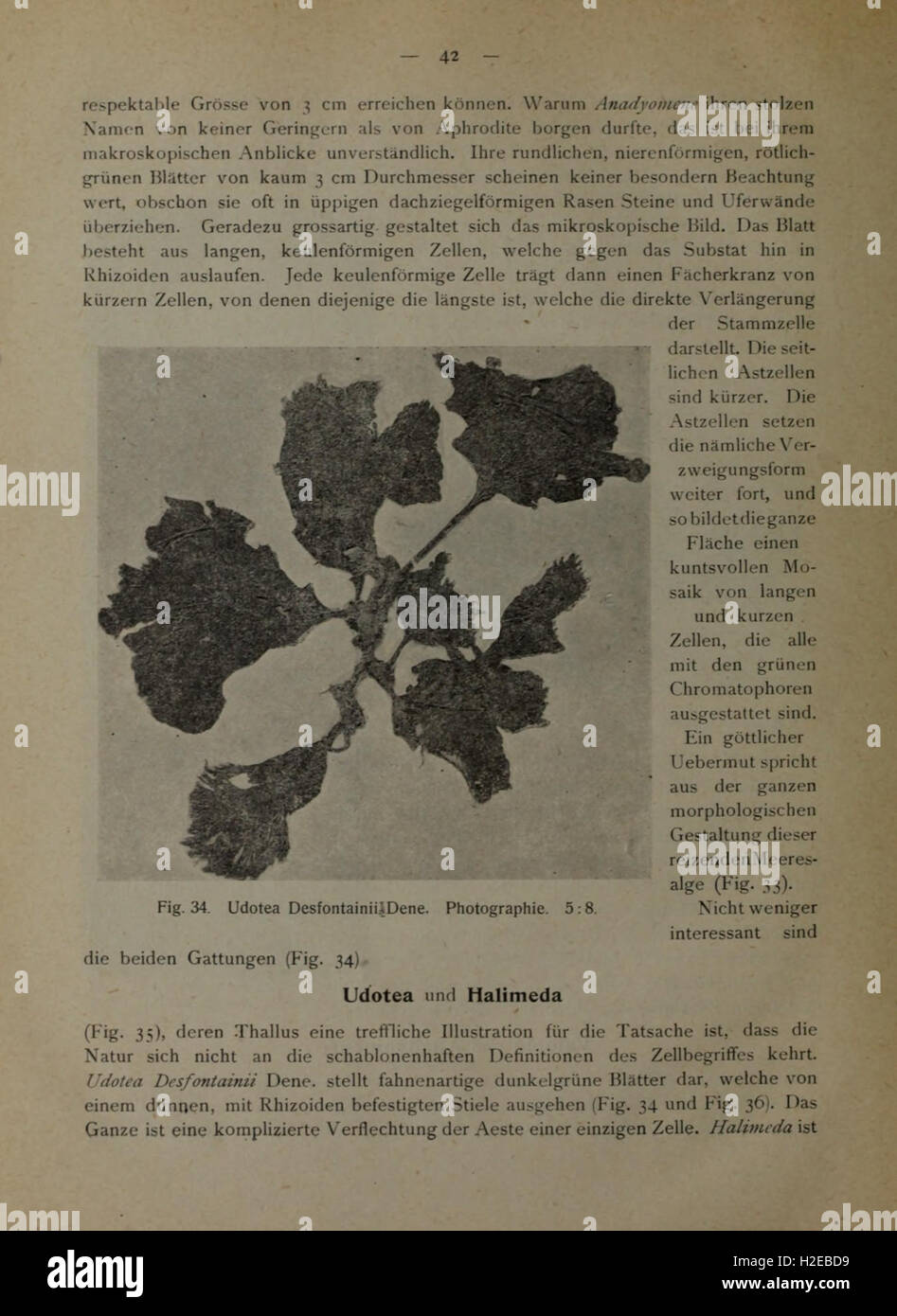 A record of botanical expeditions conducted in the Gulf of Naples ...