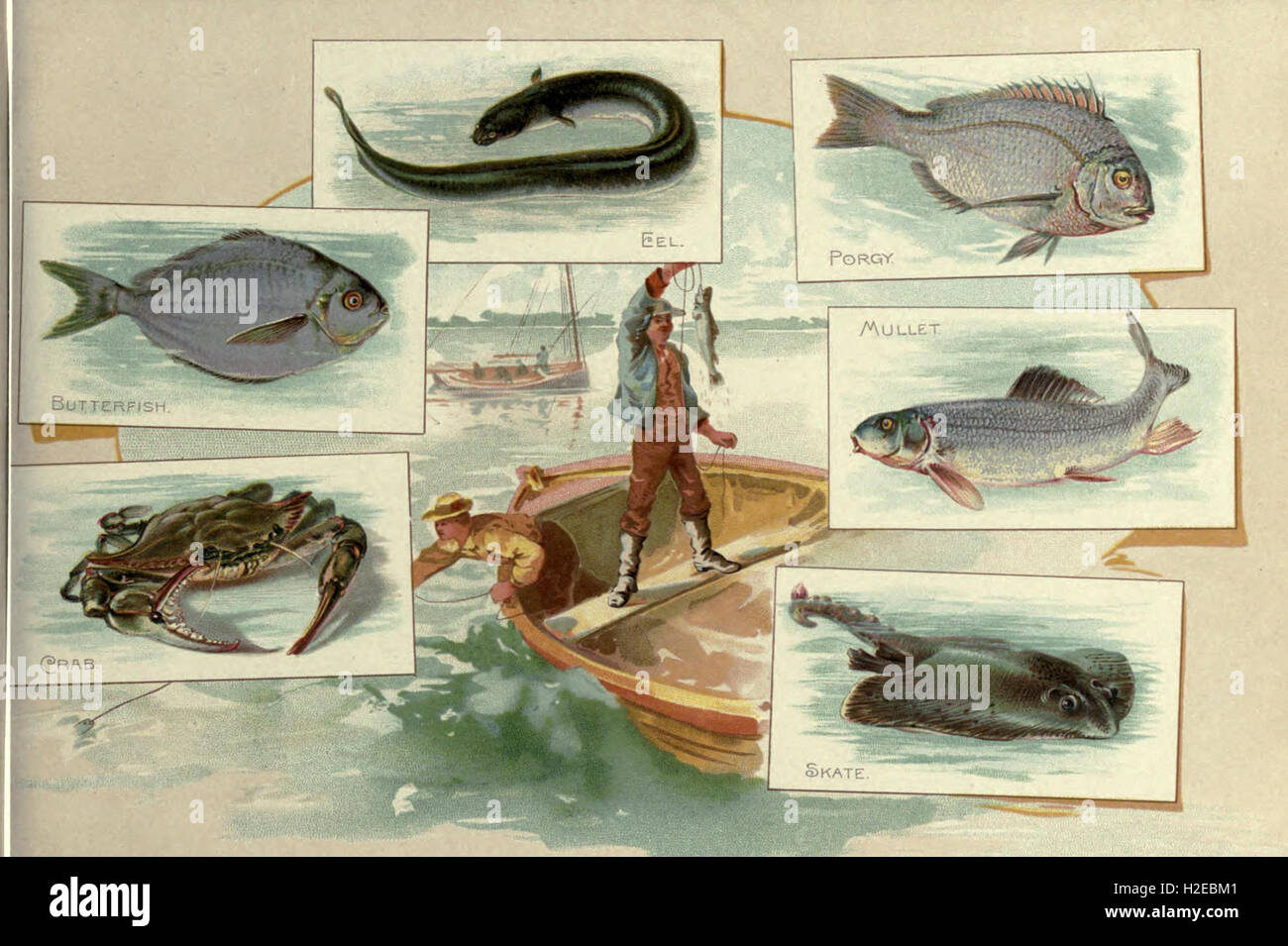 This work showcases 50 species of fish from American waters, providing ...