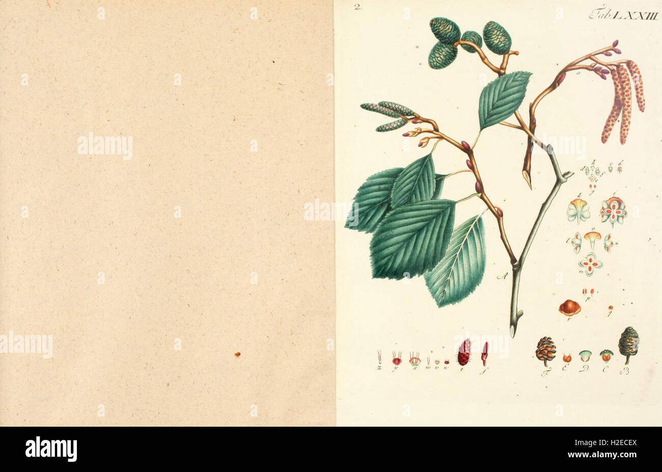 A botanical work illustrating wild trees, shrubs, and bush plants, with ...