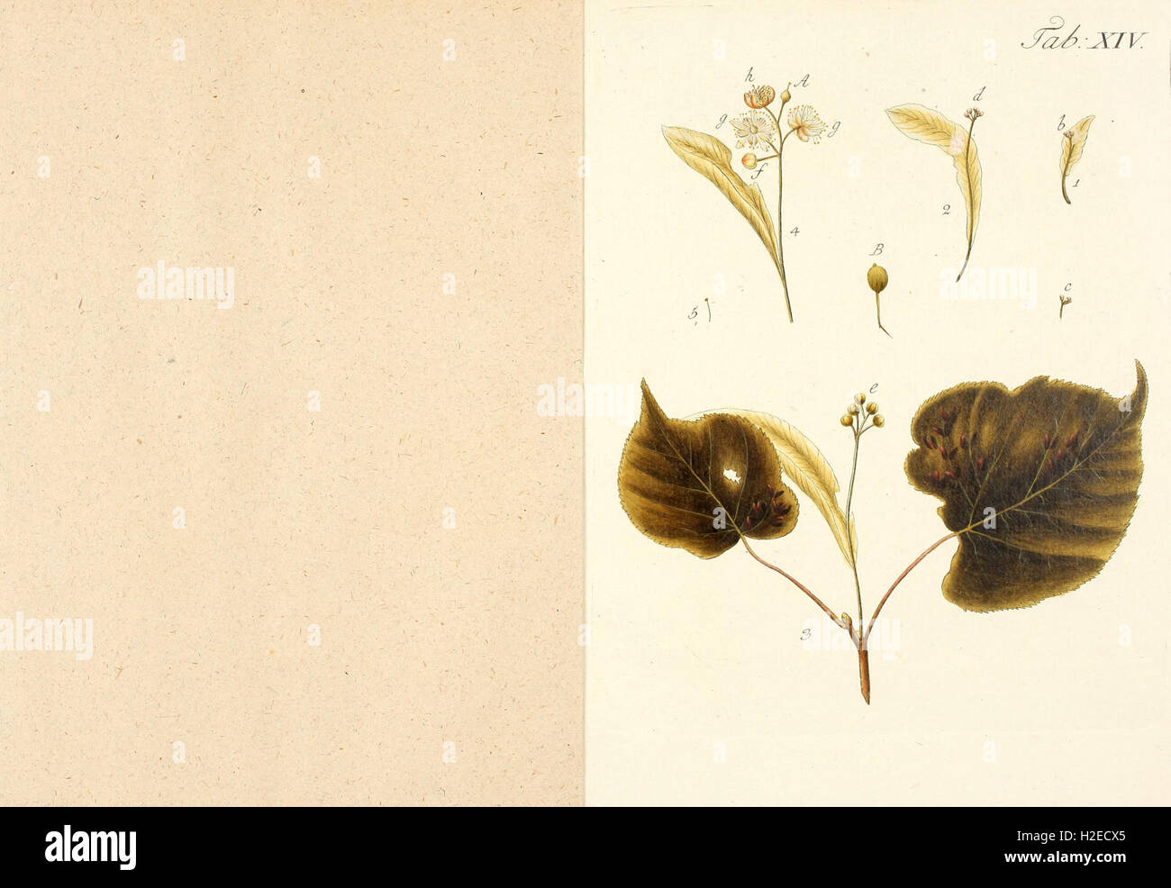 An illustrated catalog of wild trees, shrubs, and bushes, with detailed ...