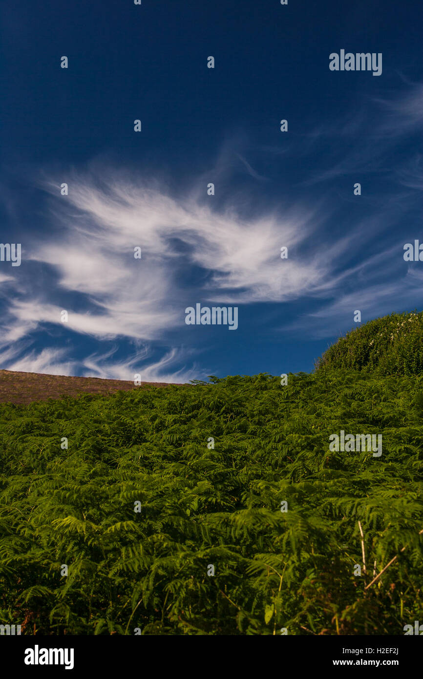 Cornish fields near Porthtowan Stock Photo - Alamy
