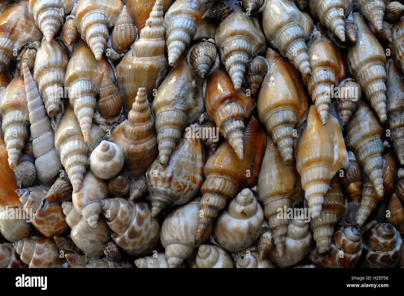 Covering of shells hi-res stock photography and images - Alamy