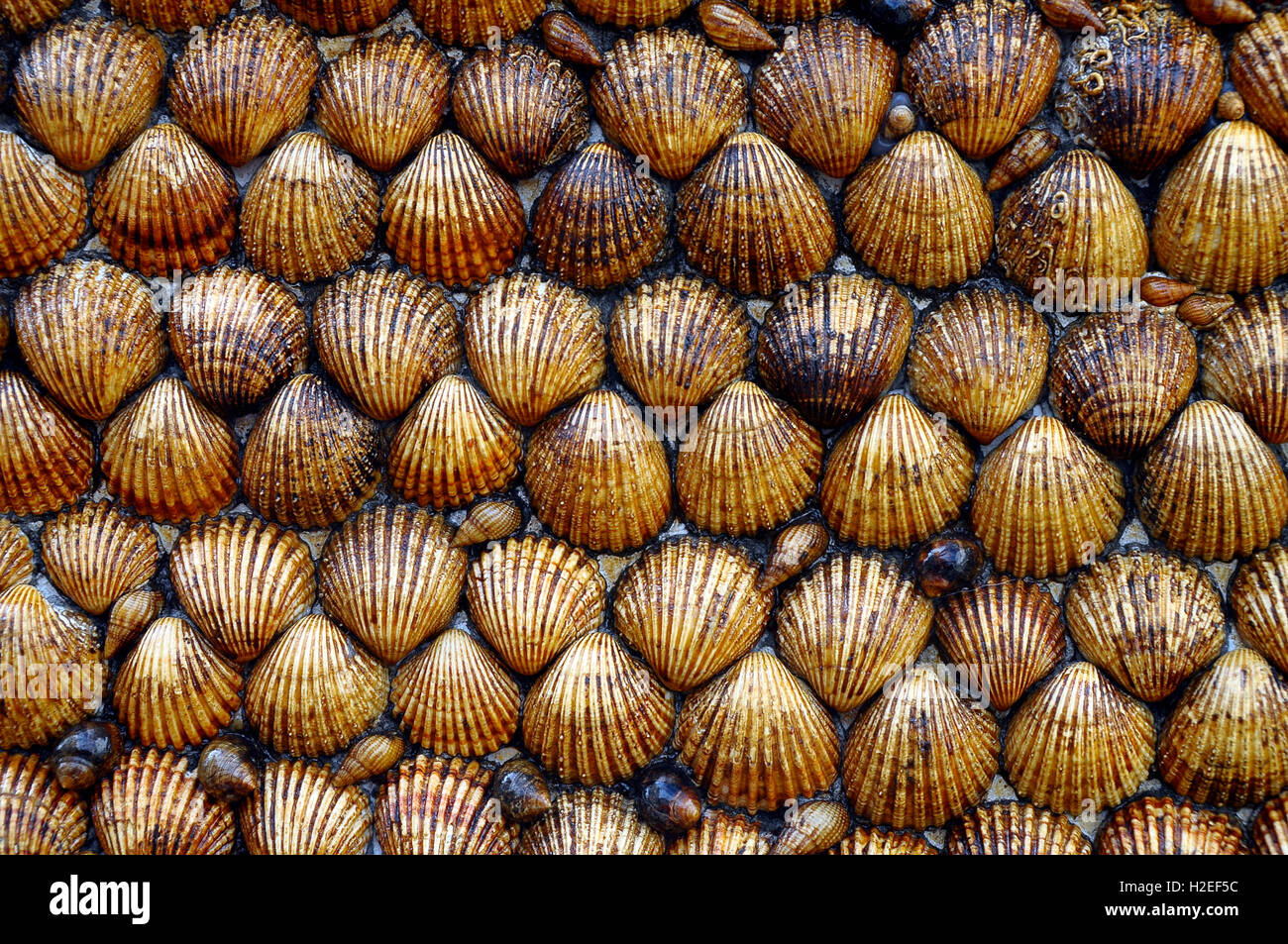 Close up of shells covering a wall in Spain Stock Photo - Alamy