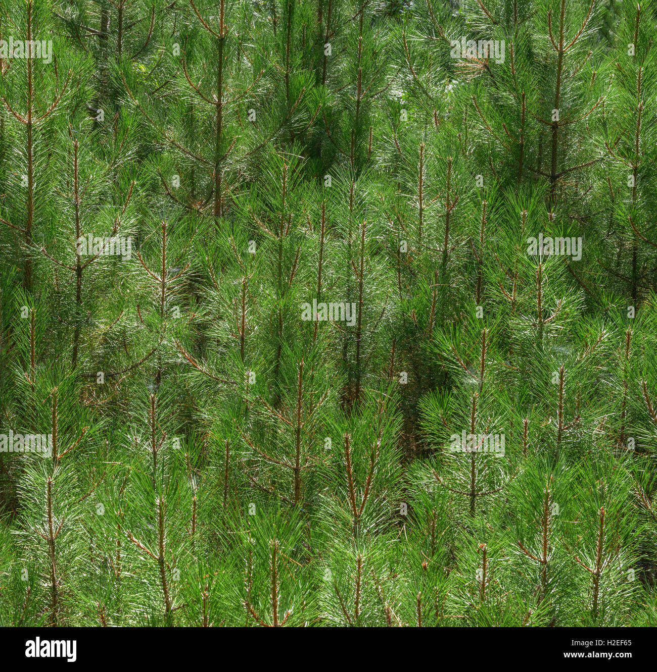 Many twigs of Crimean pine coppice with long needles are in bright ...