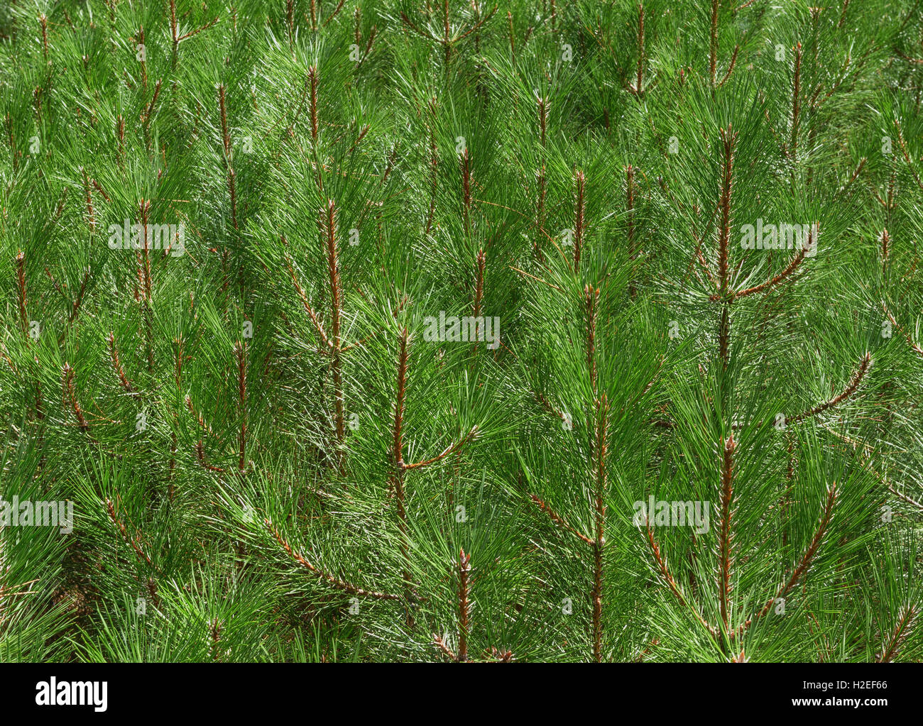 Crimean pine tree hi-res stock photography and images - Alamy