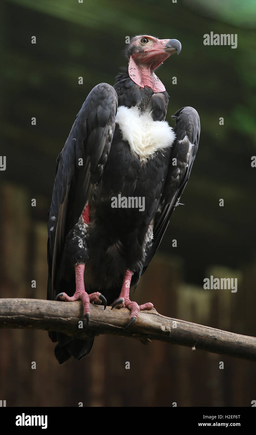 huge vulture long neck and dark plumage waiting for prey Stock Photo ...