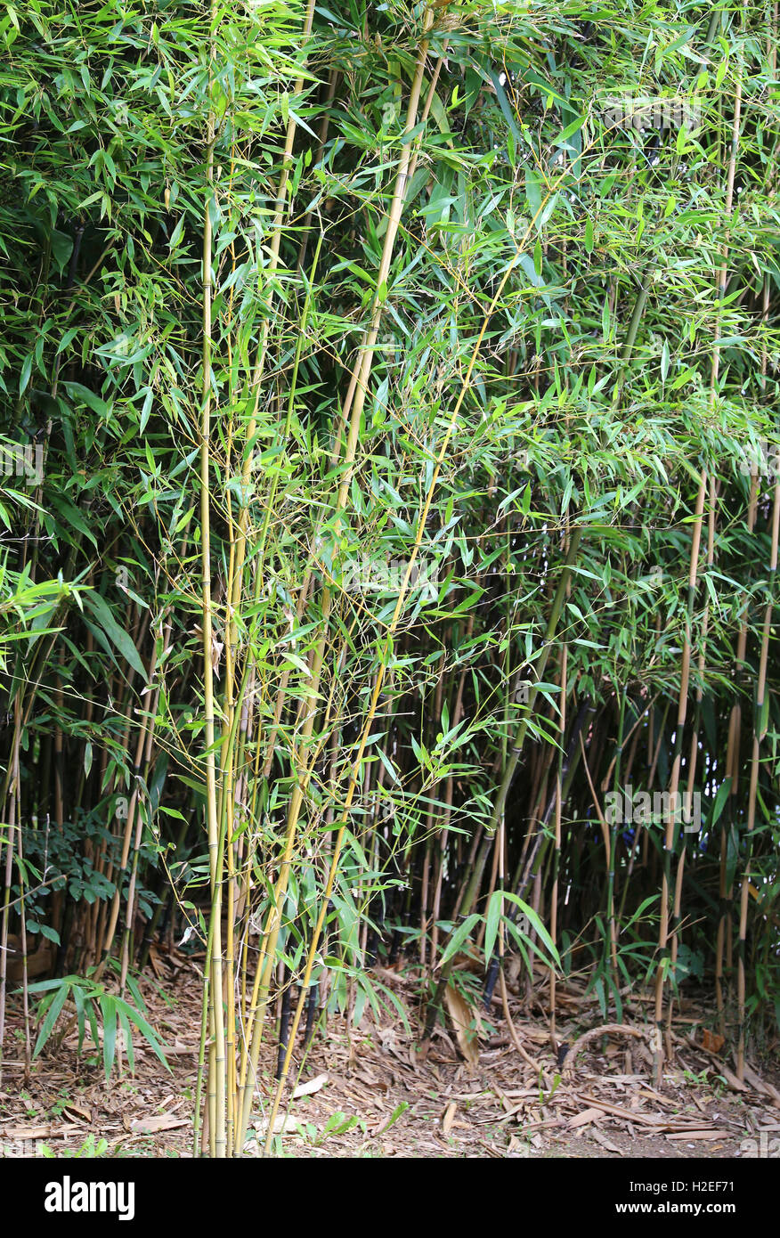 large bamboo stalks with green leaves in a cane field Stock Photo - Alamy