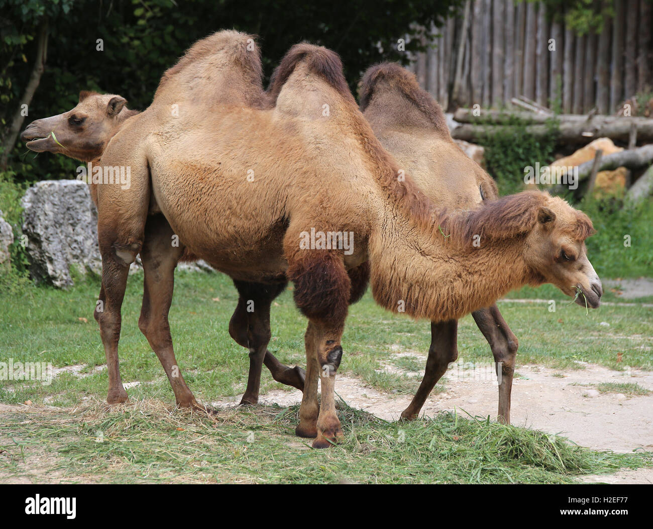 two huge camels with brown hair while eating Stock Photo - Alamy