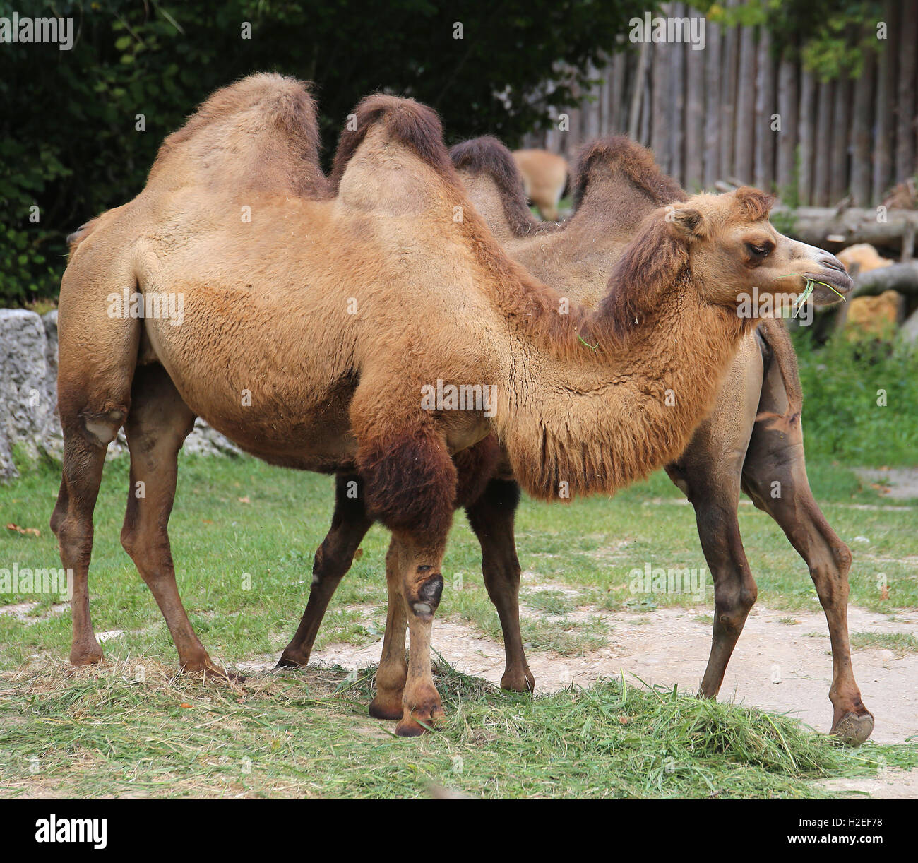 Camels Humping