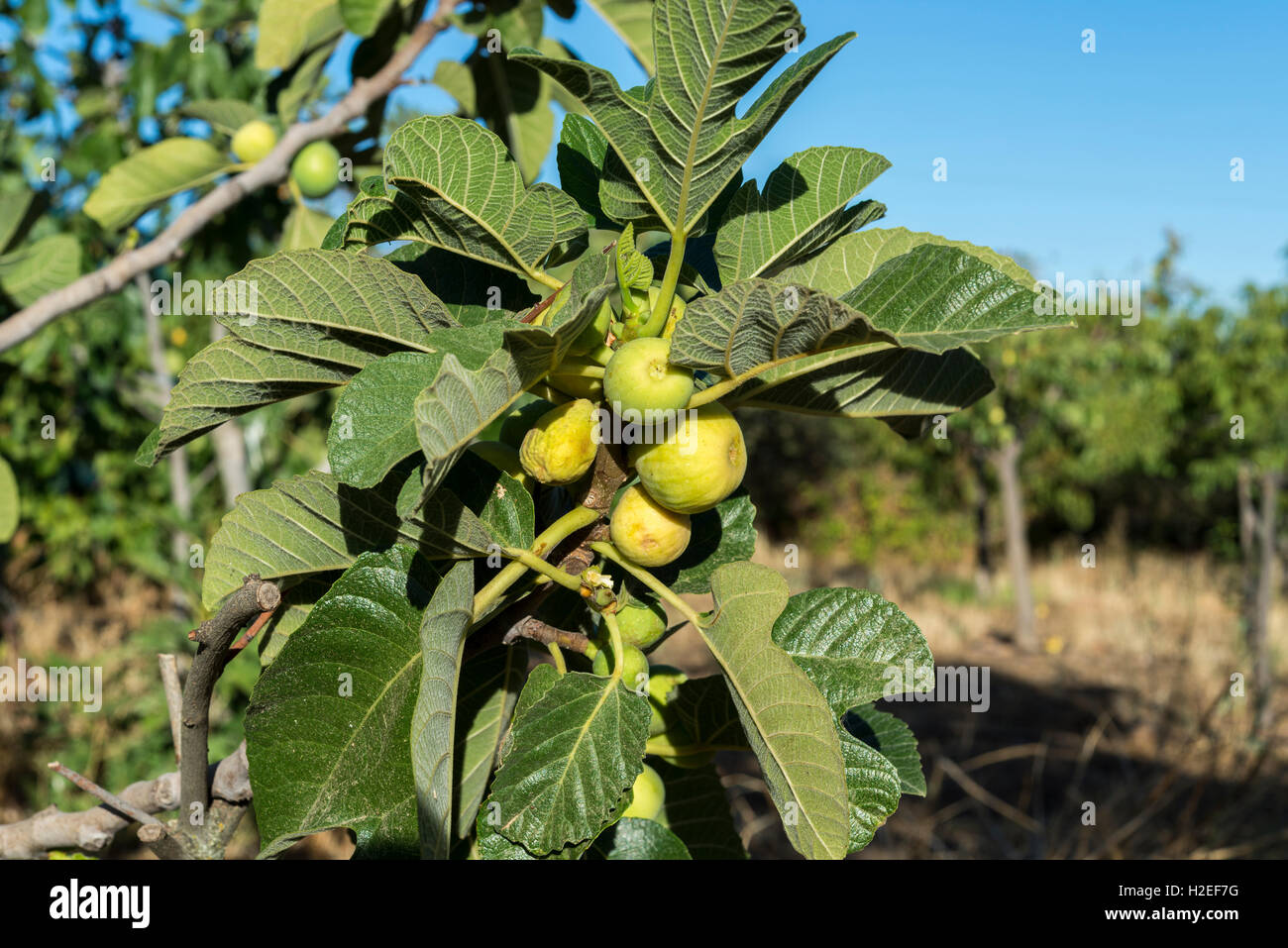 Cluster fig tree hi-res stock photography and images - Alamy