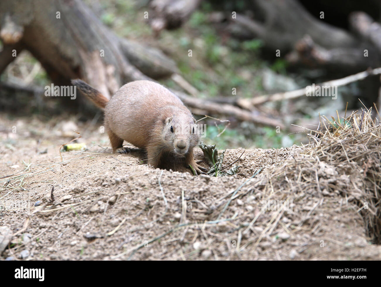Prairie dog in burrow hi-res stock photography and images - Alamy