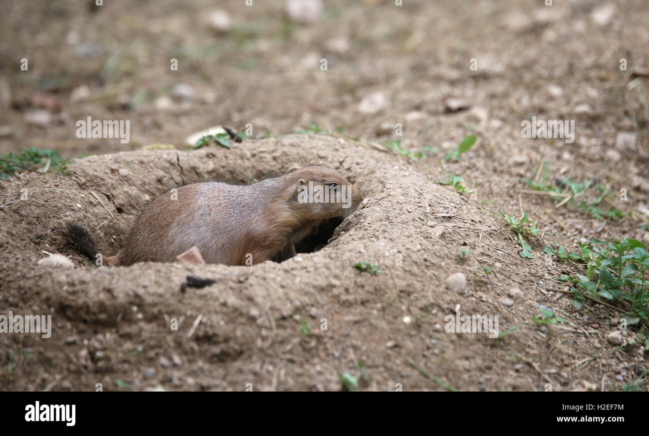Prairie dog in burrow hi-res stock photography and images - Alamy