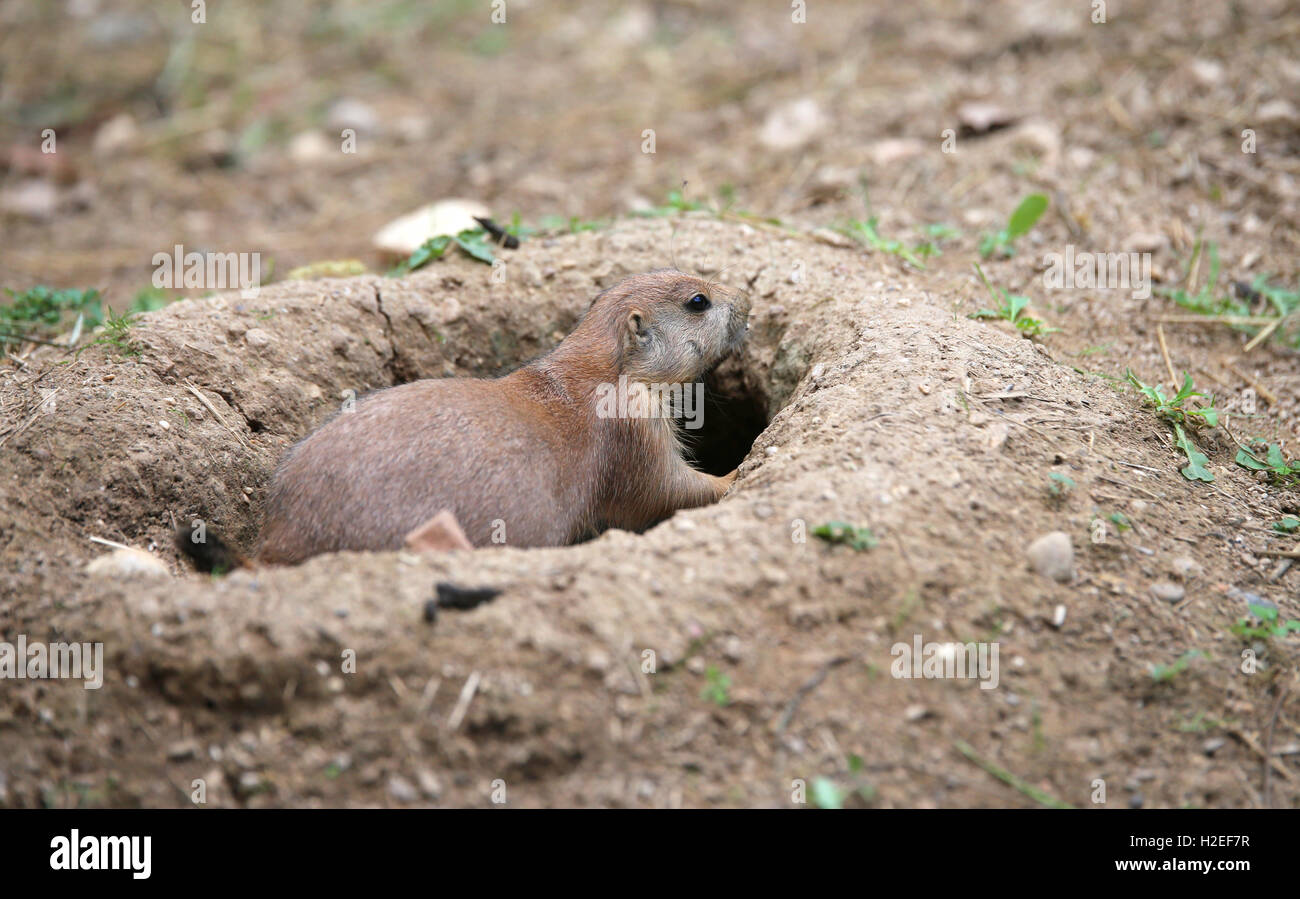 Prairie dog in burrow hi-res stock photography and images - Alamy