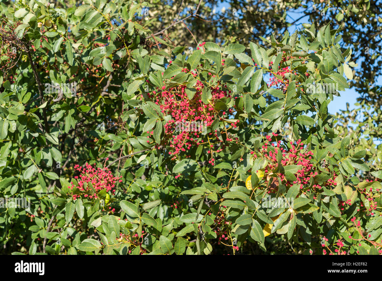 Foliage and fruits of Terebinth, Pistacia terebinthus. It is a species ...
