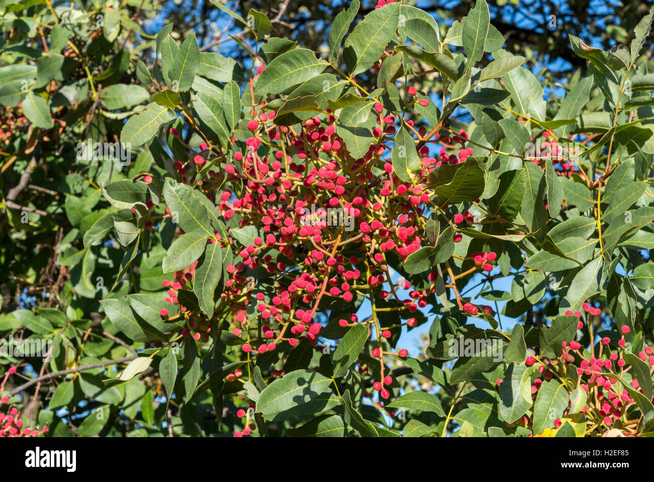 Foliage and fruits of Terebinth, Pistacia terebinthus. It is a species ...