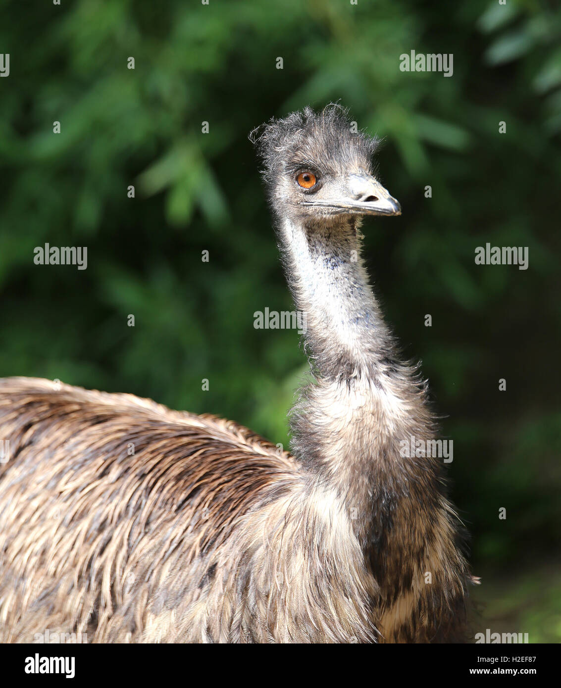 Great emu hi-res stock photography and images - Alamy