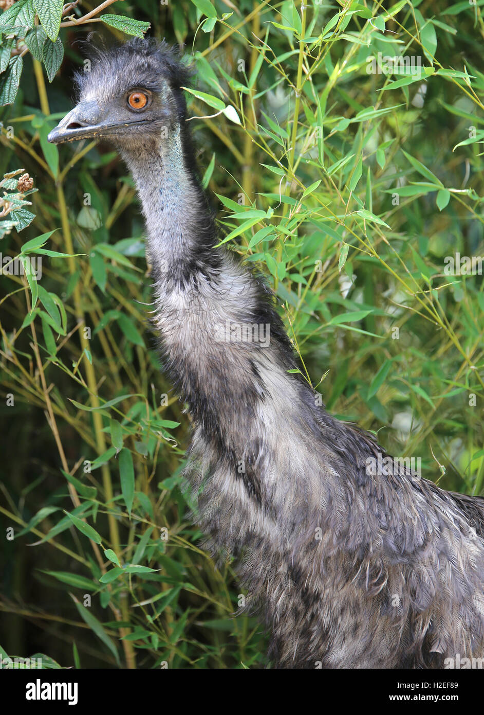 great Australian emu with long neck in the forest Stock Photo - Alamy