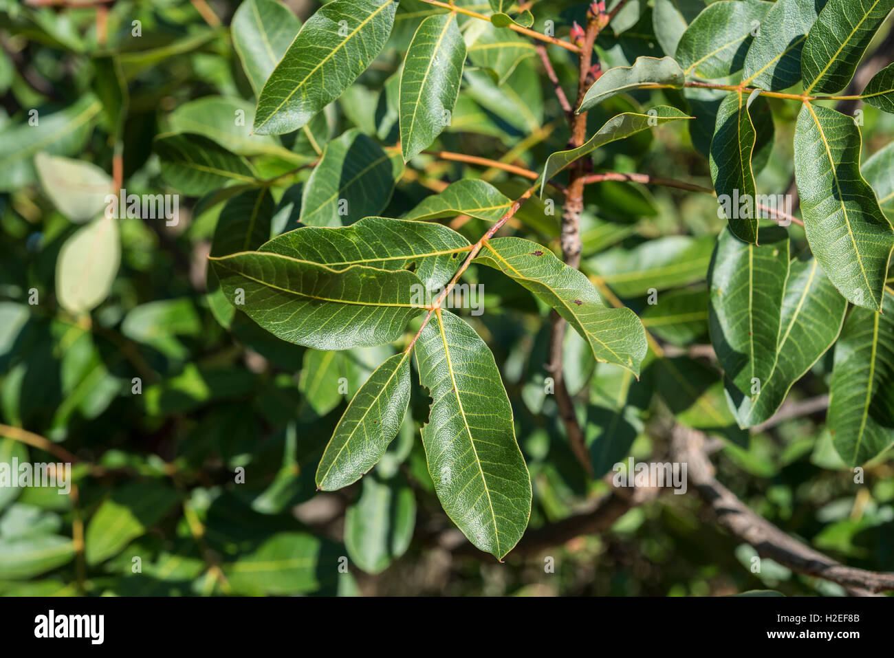 Foliage of Terebinth, Pistacia terebinthus. It is a species in the ...