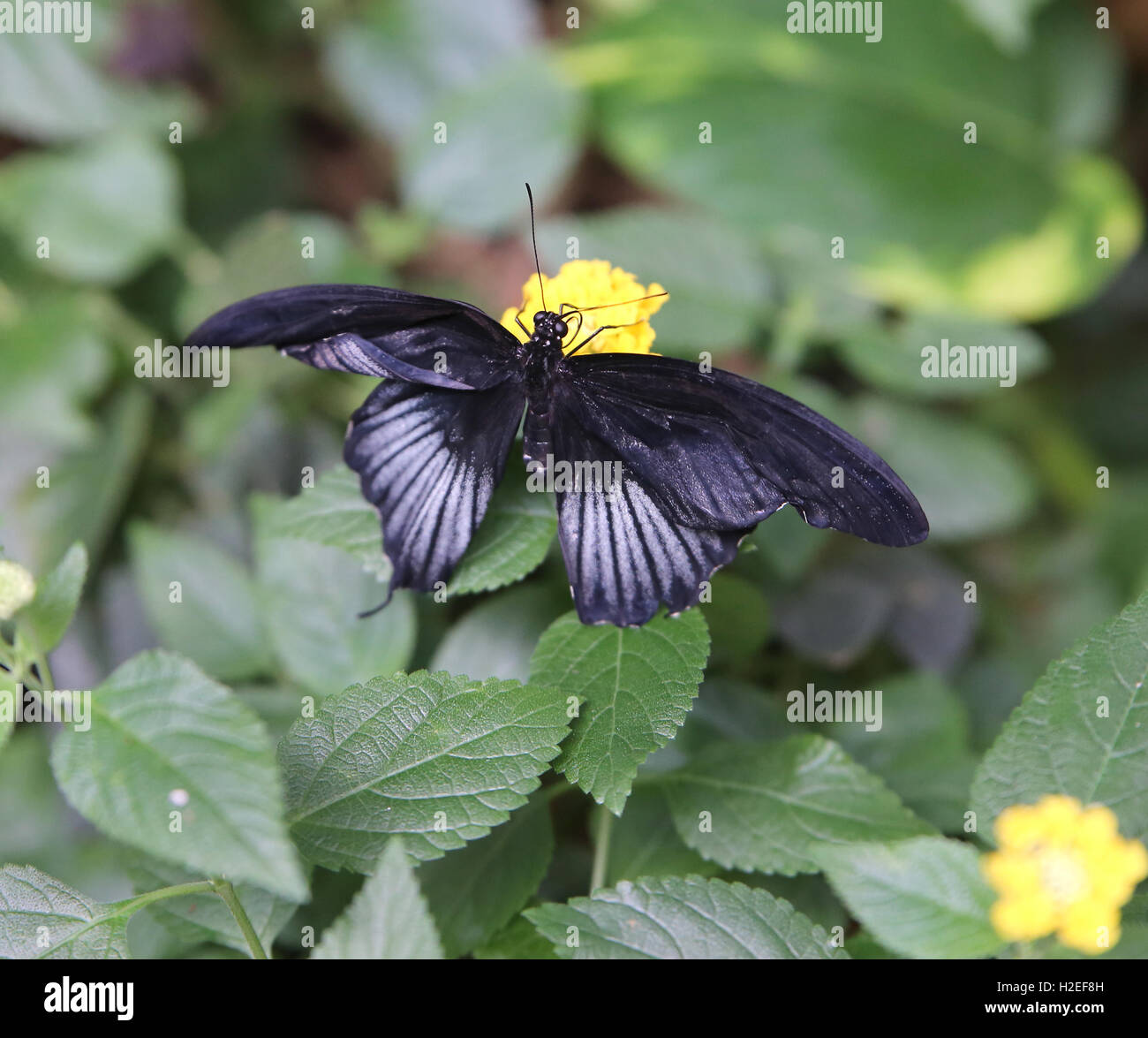 Huge butterfly hi-res stock photography and images - Alamy