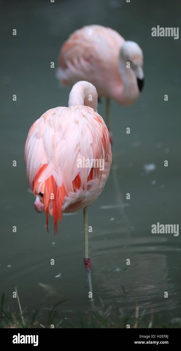 two big pink flamingos are resting on one leg on the pond Stock Photo ...