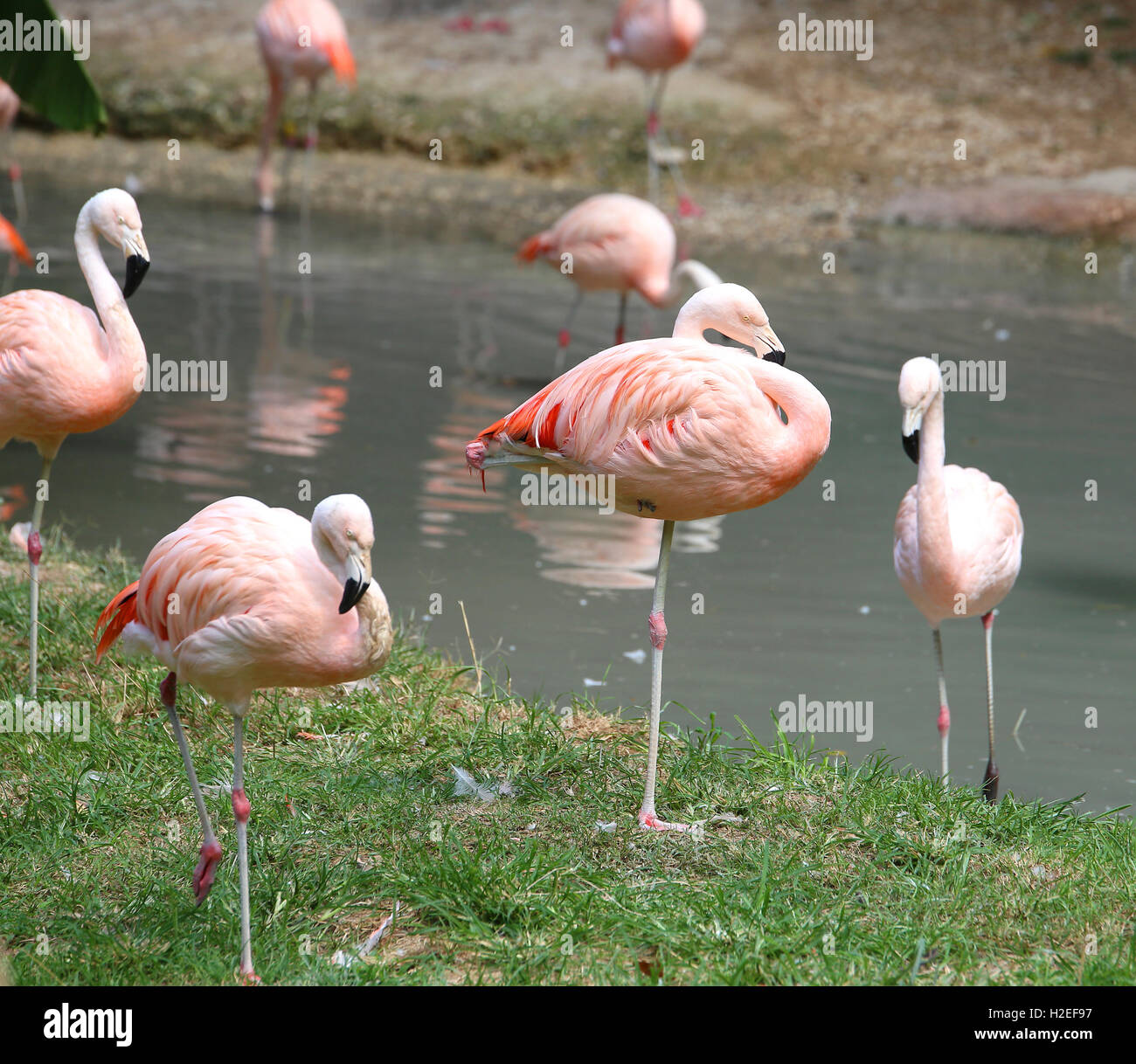 Animals with many legs hi-res stock photography and images - Alamy
