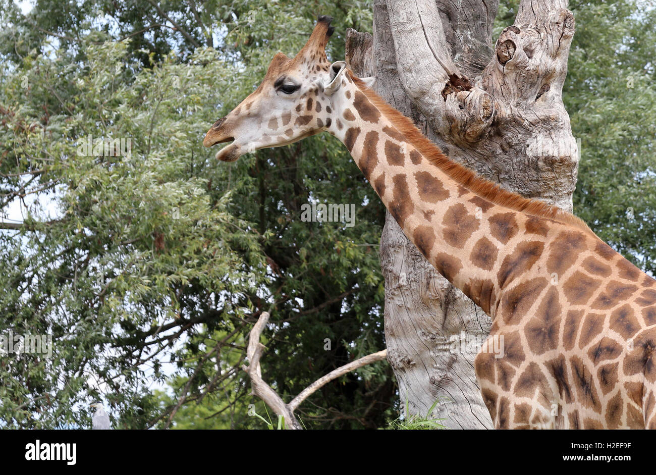 giraffe with a long neck eats the leaves of trees Stock Photo - Alamy