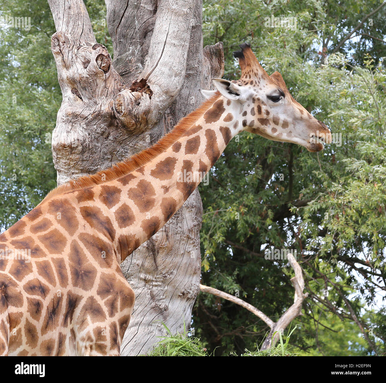 High giraffe hi-res stock photography and images - Alamy