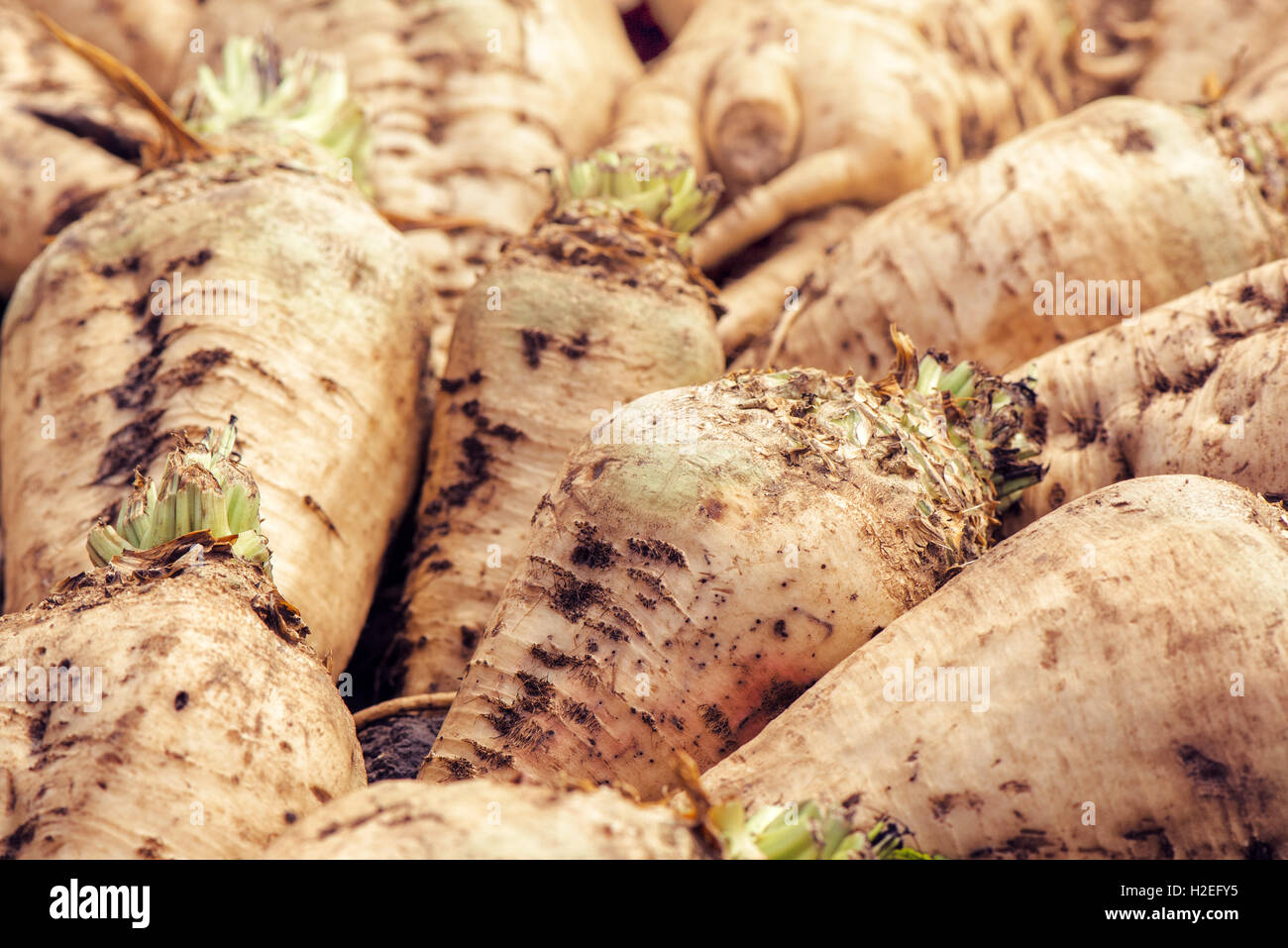 Harvested sugar beet crop root pile on the ground, selective focus ...