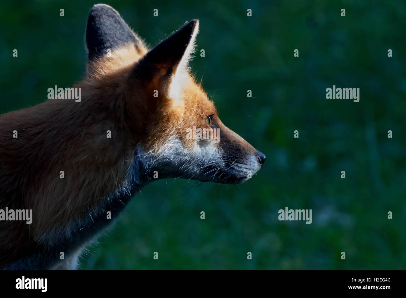 Twig the red fox turned Stock Photo - Alamy