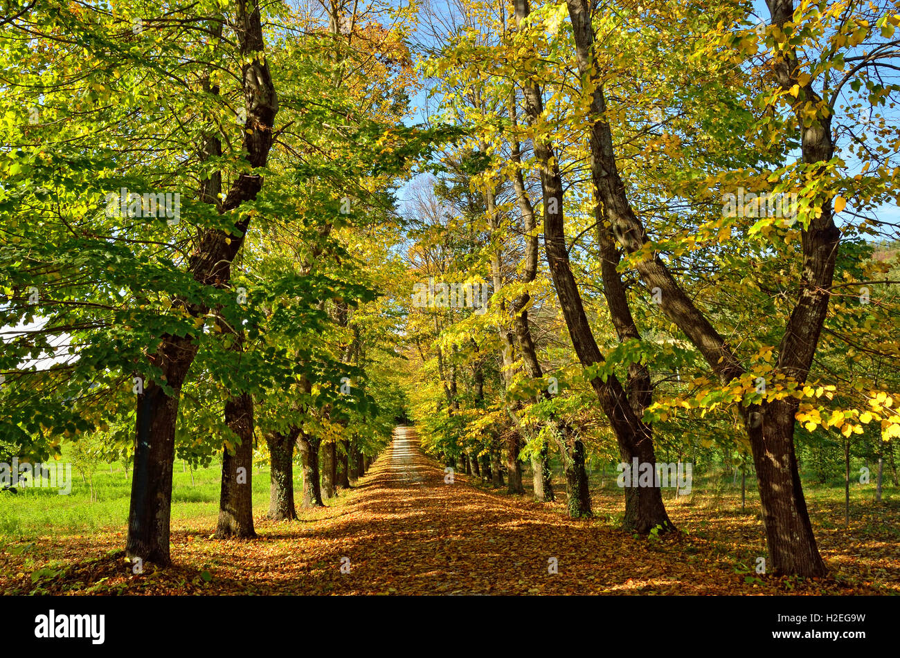road with trees in autumn Stock Photo - Alamy