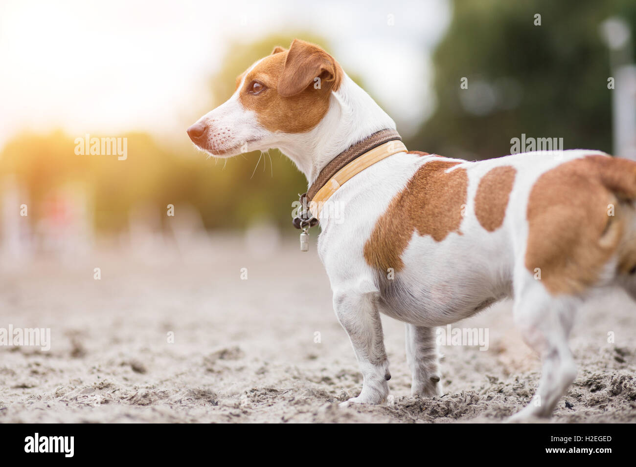 Side view jack russell terrier hi-res stock photography and images - Alamy