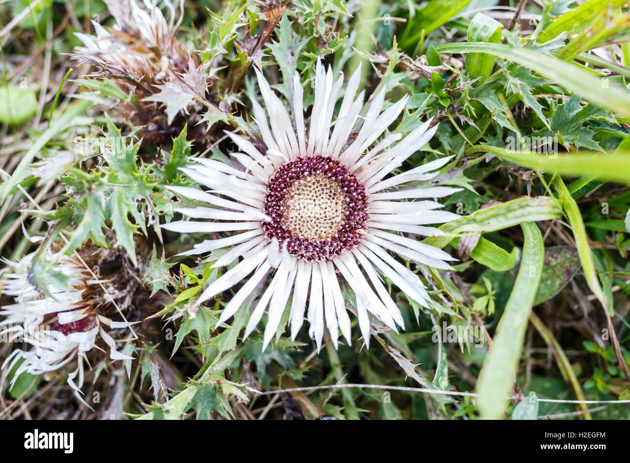 Stemless flower plant Carlina acaulis blooming in grass Stock Photo - Alamy