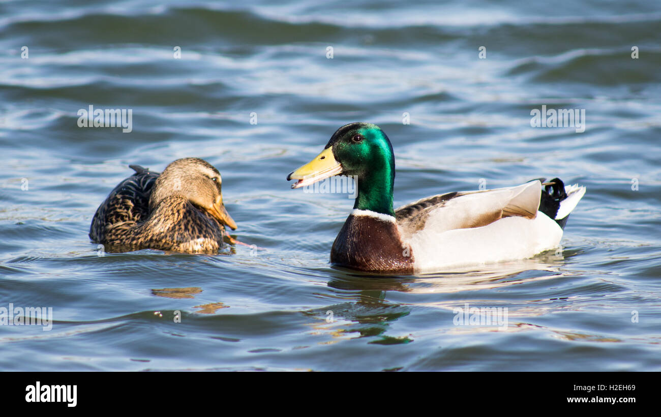 Two ducks mallard ducks hi-res stock photography and images - Alamy