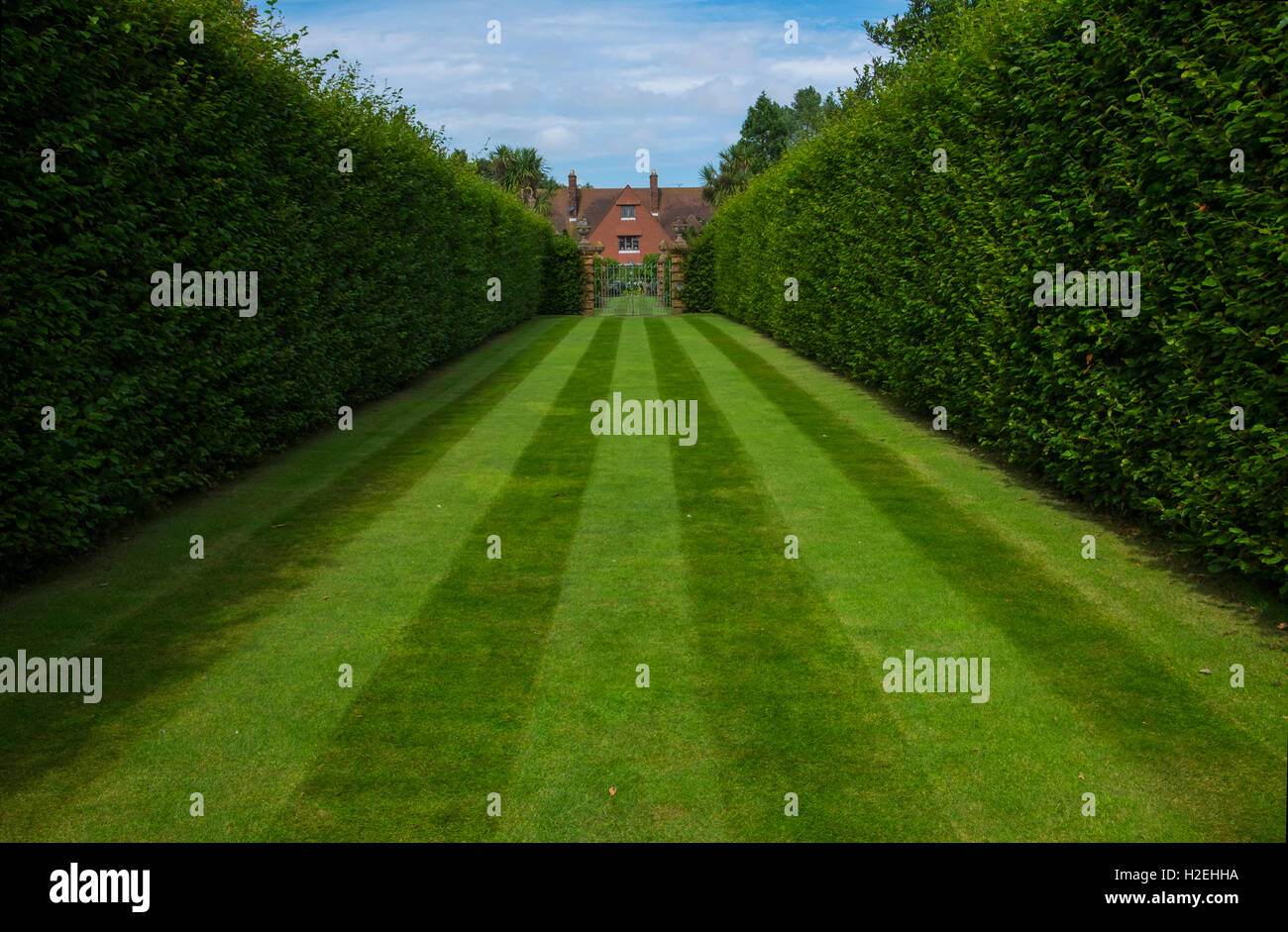 Old hedge uk hi-res stock photography and images - Alamy
