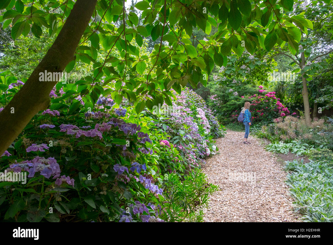 East ruston old vicarage gardens hi-res stock photography and images ...