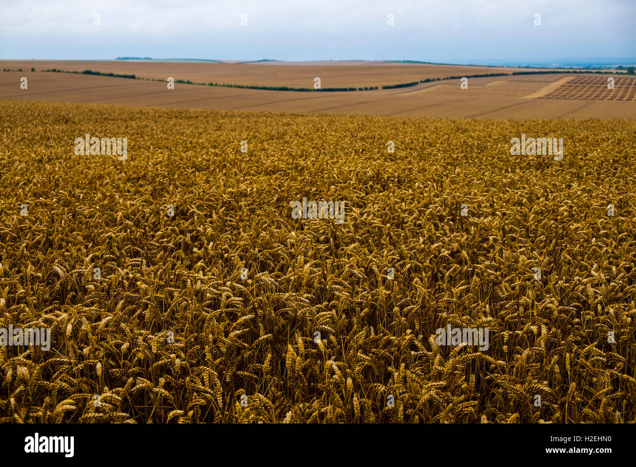 A field of wheat, summer, Norfolk, England, UK Stock Photo - Alamy