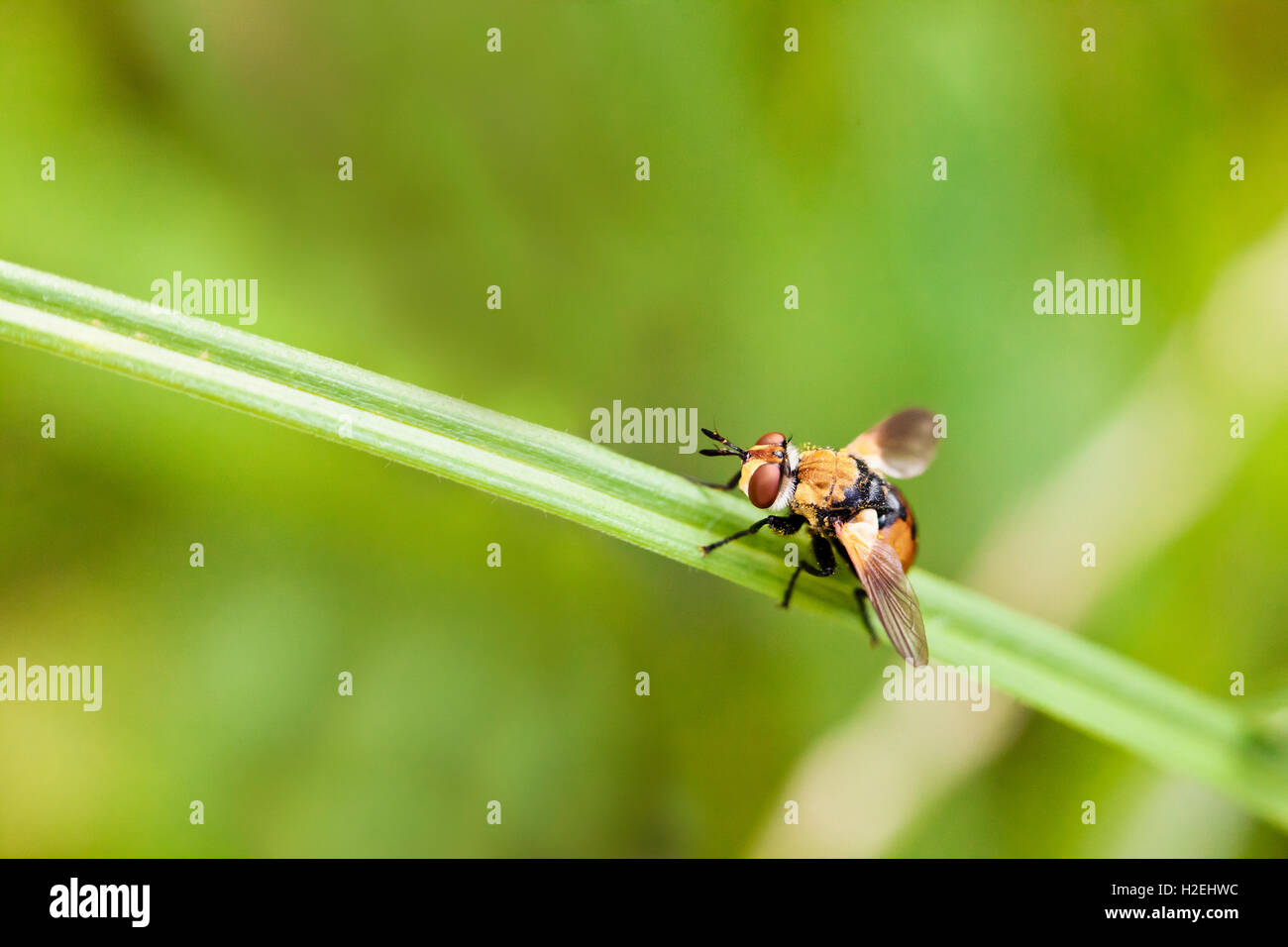 Macro photography of a fly Stock Photo - Alamy