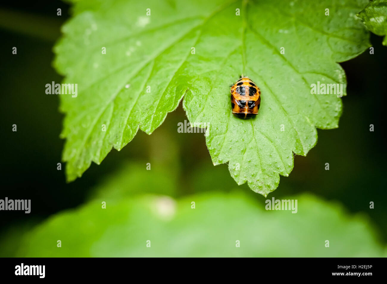 Macro photography of ladybird Stock Photo - Alamy