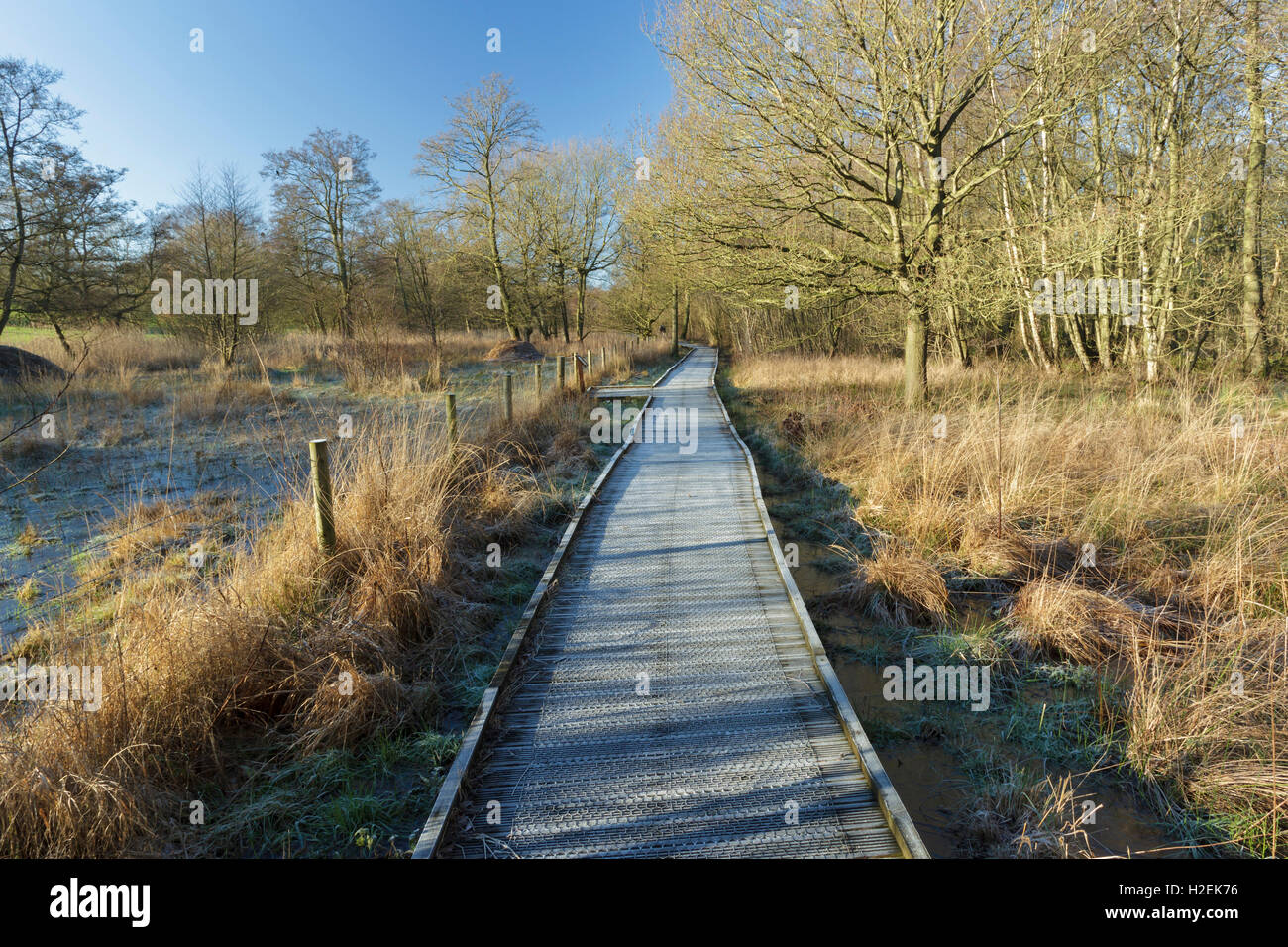 Boardwalk at edge of frozen pool with reeds and trees, Askham Bog ...
