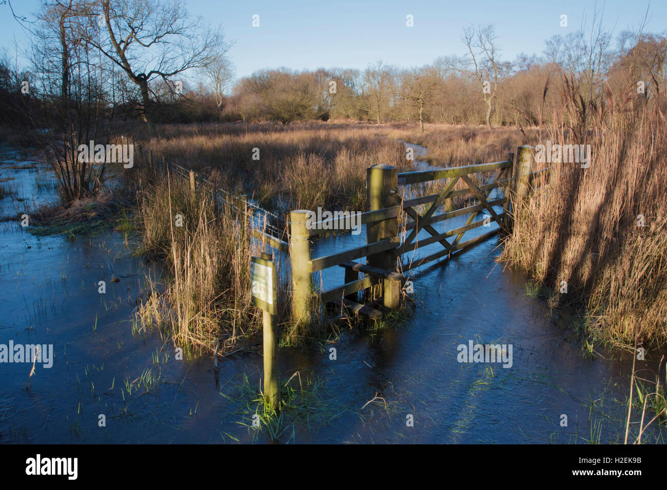 Boardwalk at edge of frozen pool with reeds and trees, Askham Bog ...