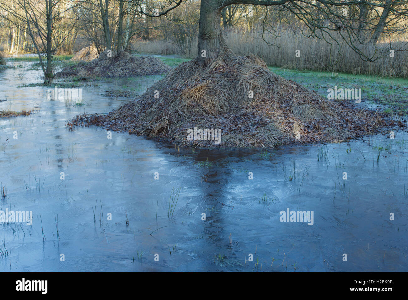 Boardwalk at edge of frozen pool with reeds and trees, Askham Bog ...